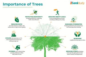 Importance of Trees - Learn Importance & Benefits of Tree