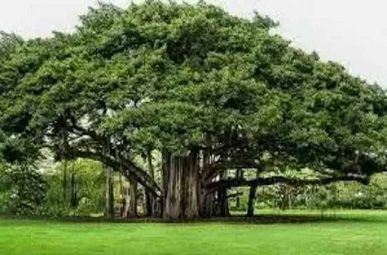 The National Tree Of India - Indian Fig Tree - SaralStudy